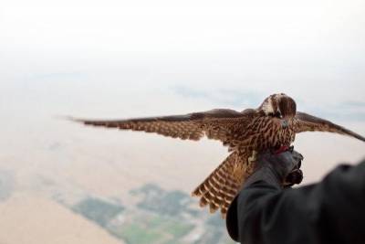 How did Hamzah (ra) embrace Islam? - Islamiqate Seerah,sahaba ...